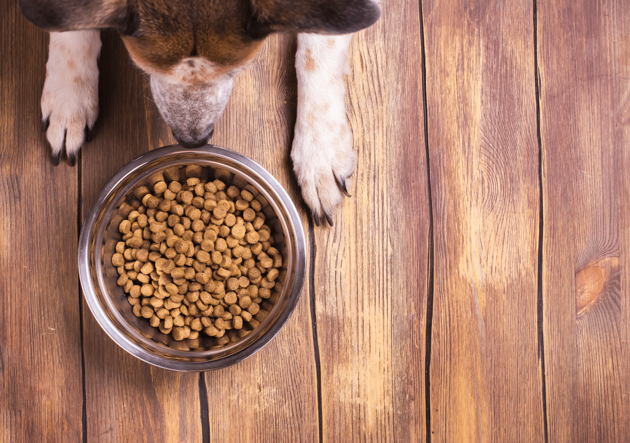 Comment choisir les meilleures croquettes pour chien